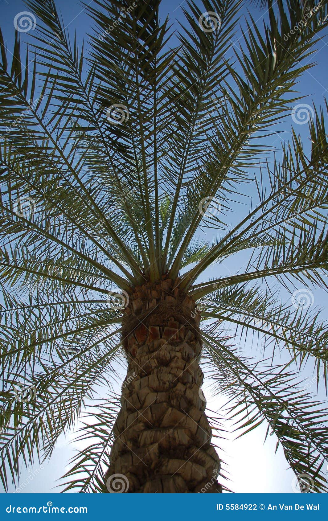 Palm Tree Seen from Underneath Stock Photo - Image of climate, vacation ...