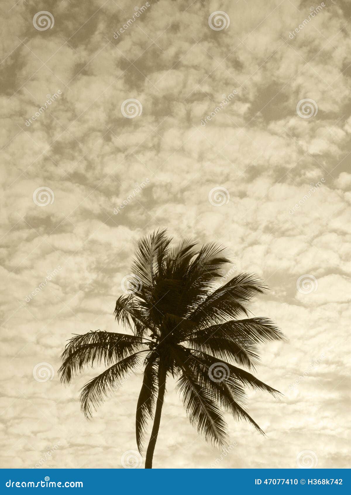 Palm Tree in Sepia Tone. Brazil Stock Photo - Image of evening ...
