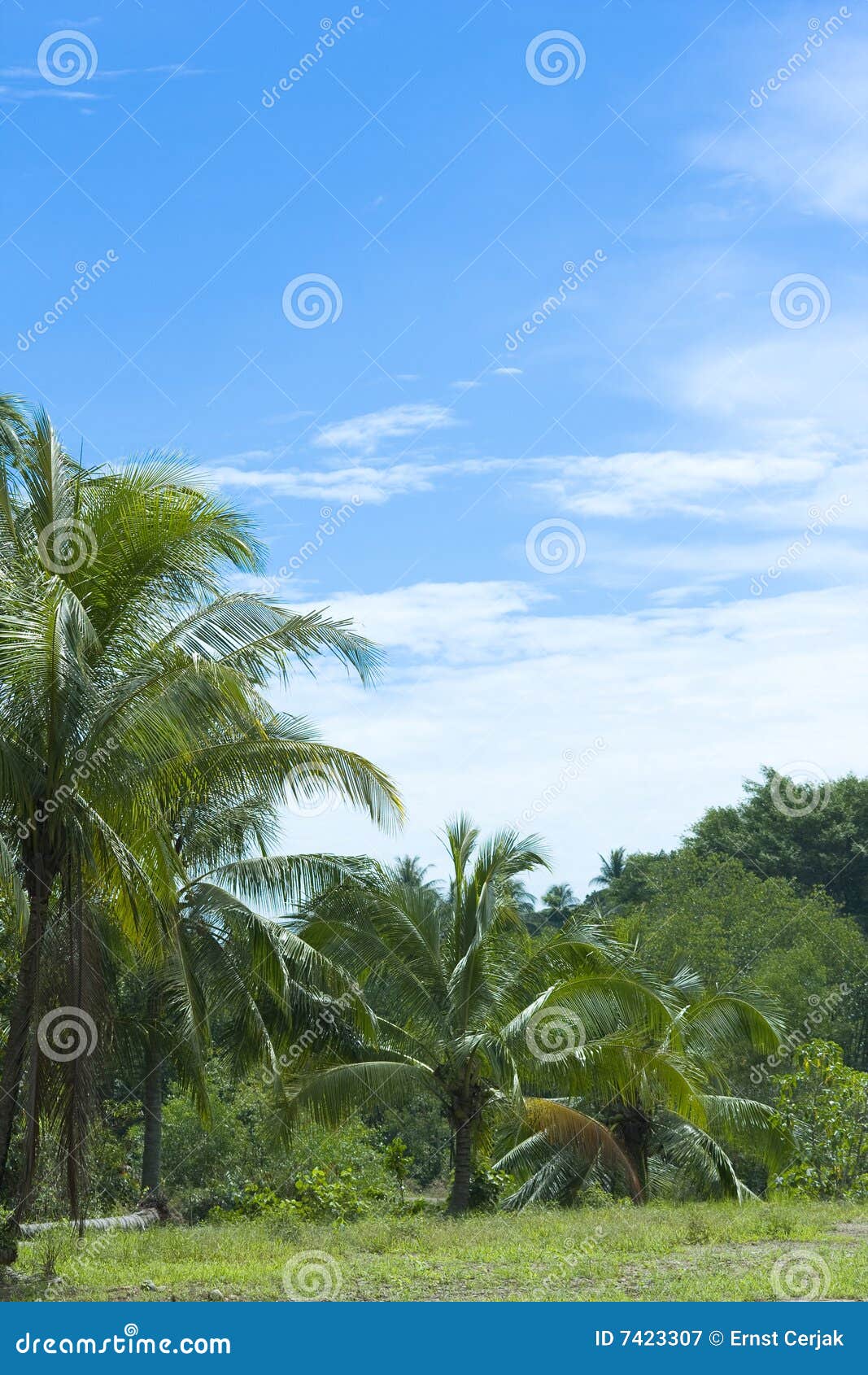 Palm Tree Setting stock image. Image of idyllic, coconut - 7423307