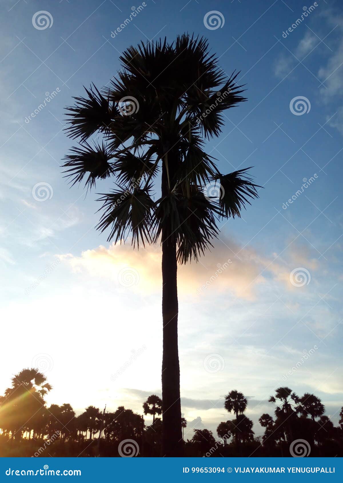 Palm Tree in Setting Sun stock photo. Image of tree, pleasant - 99653094