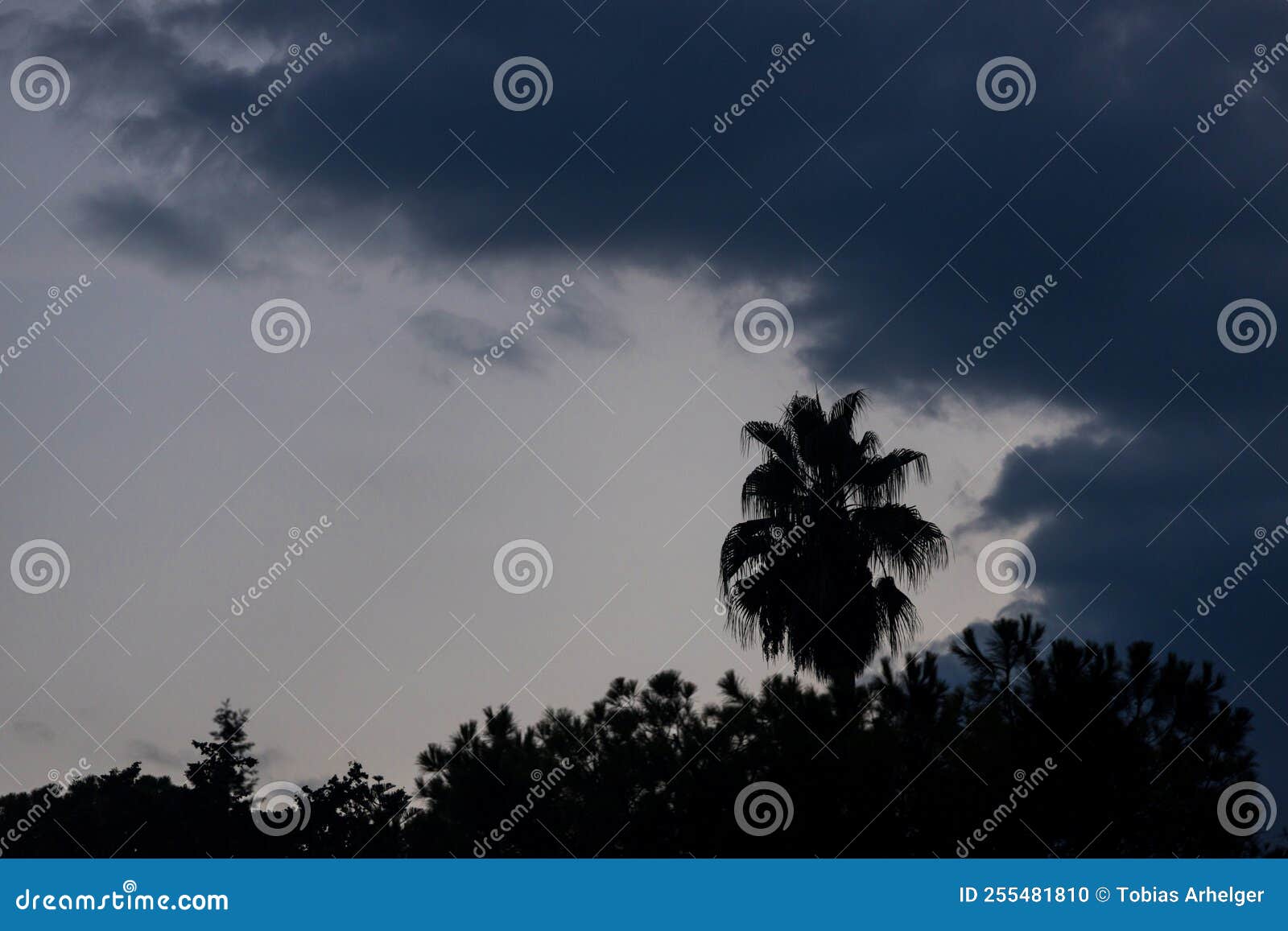 Palm Tree Shade in the Evening Stock Photo - Image of exotic, nature ...