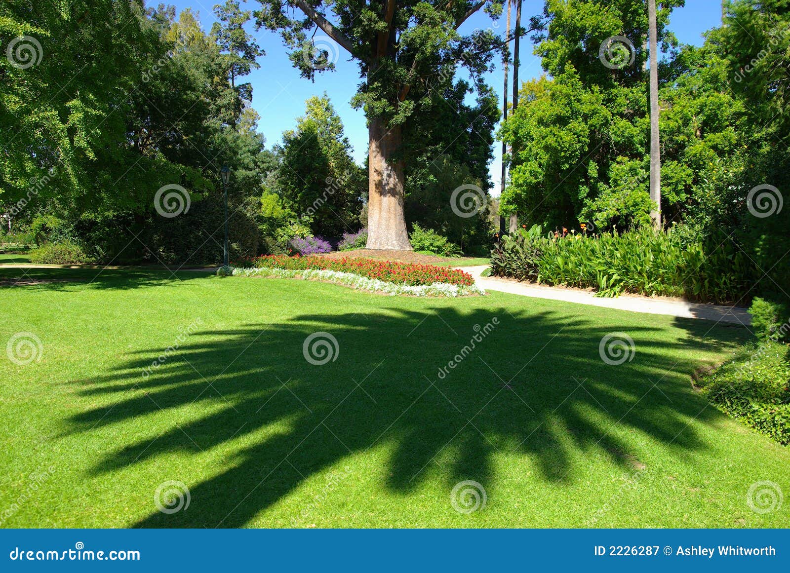 Palm Tree Shadow stock image. Image of contrast, botanic - 2226287