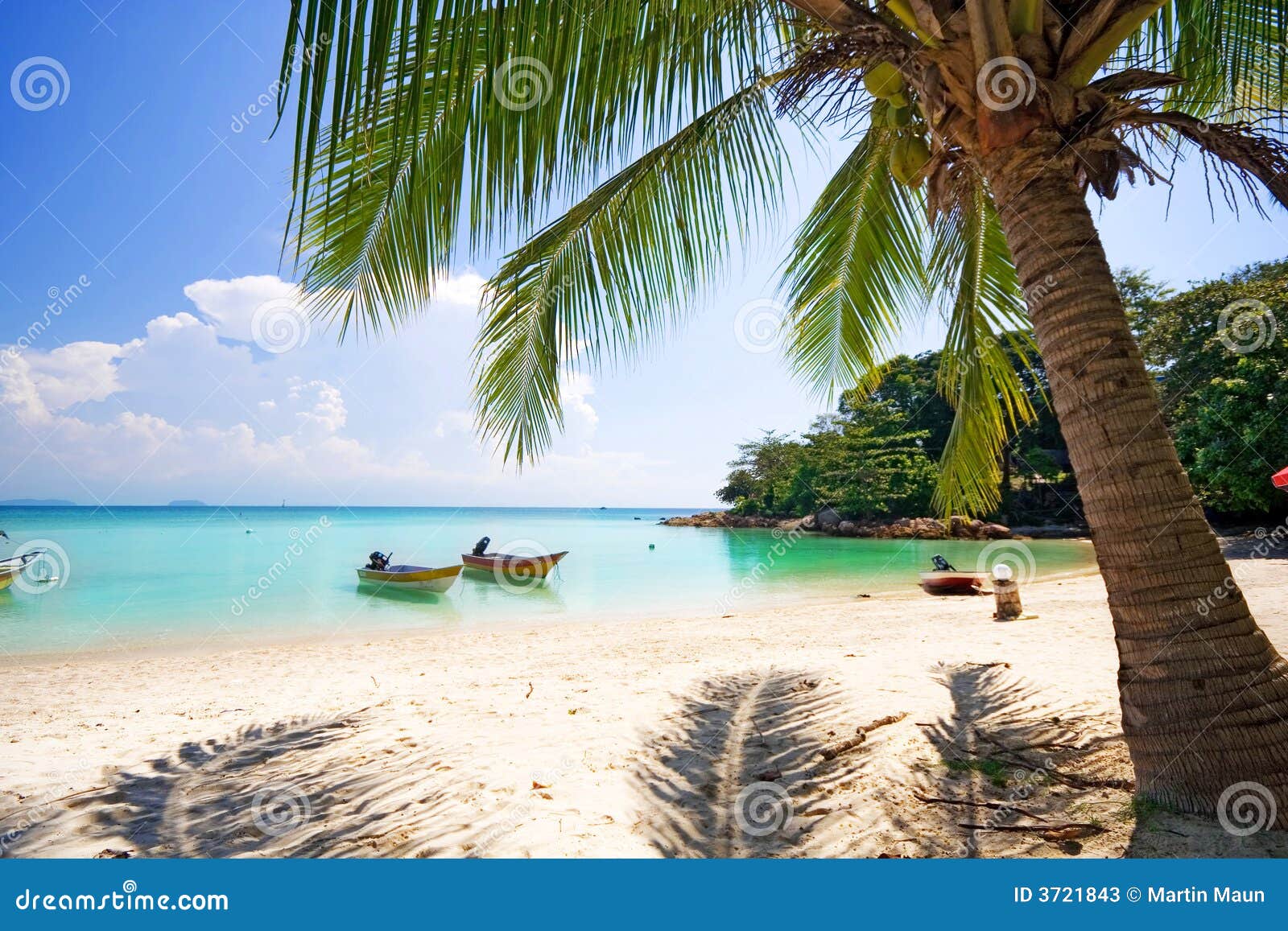In the Palm Tree Shadow stock image. Image of beach, shadow - 3721843
