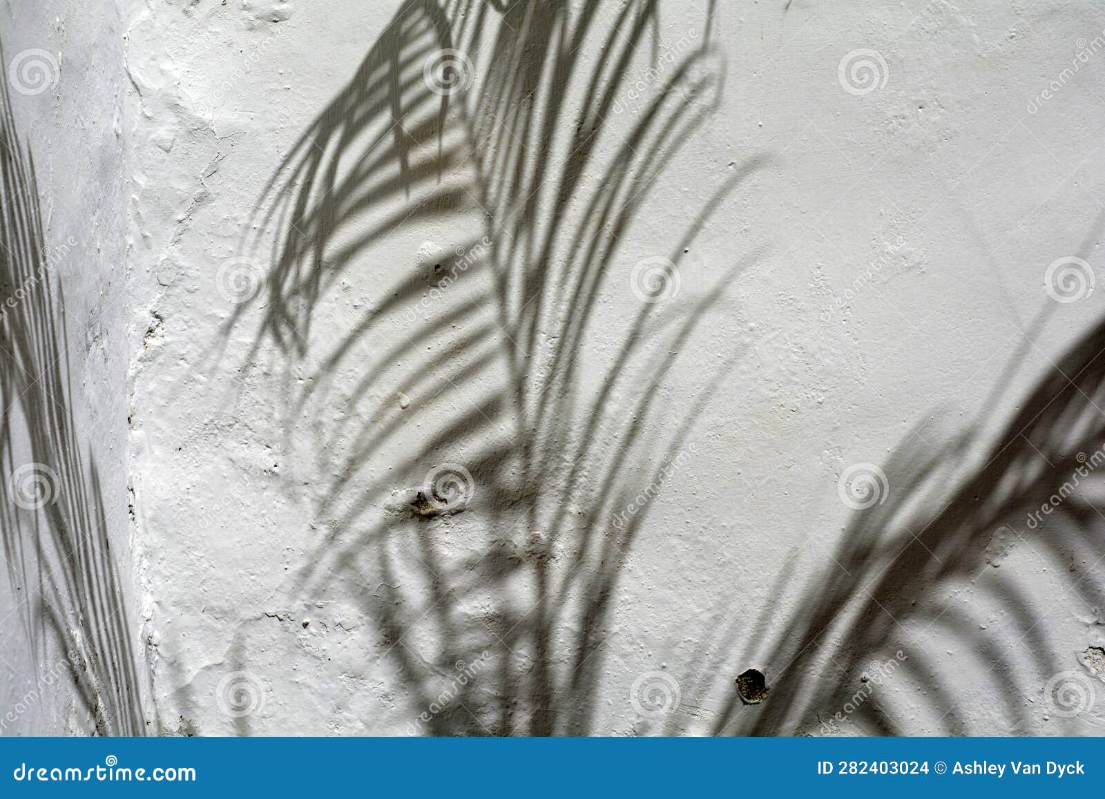 Palm Tree Shadow Against a Wall Stock Photo - Image of fronds, leaves ...