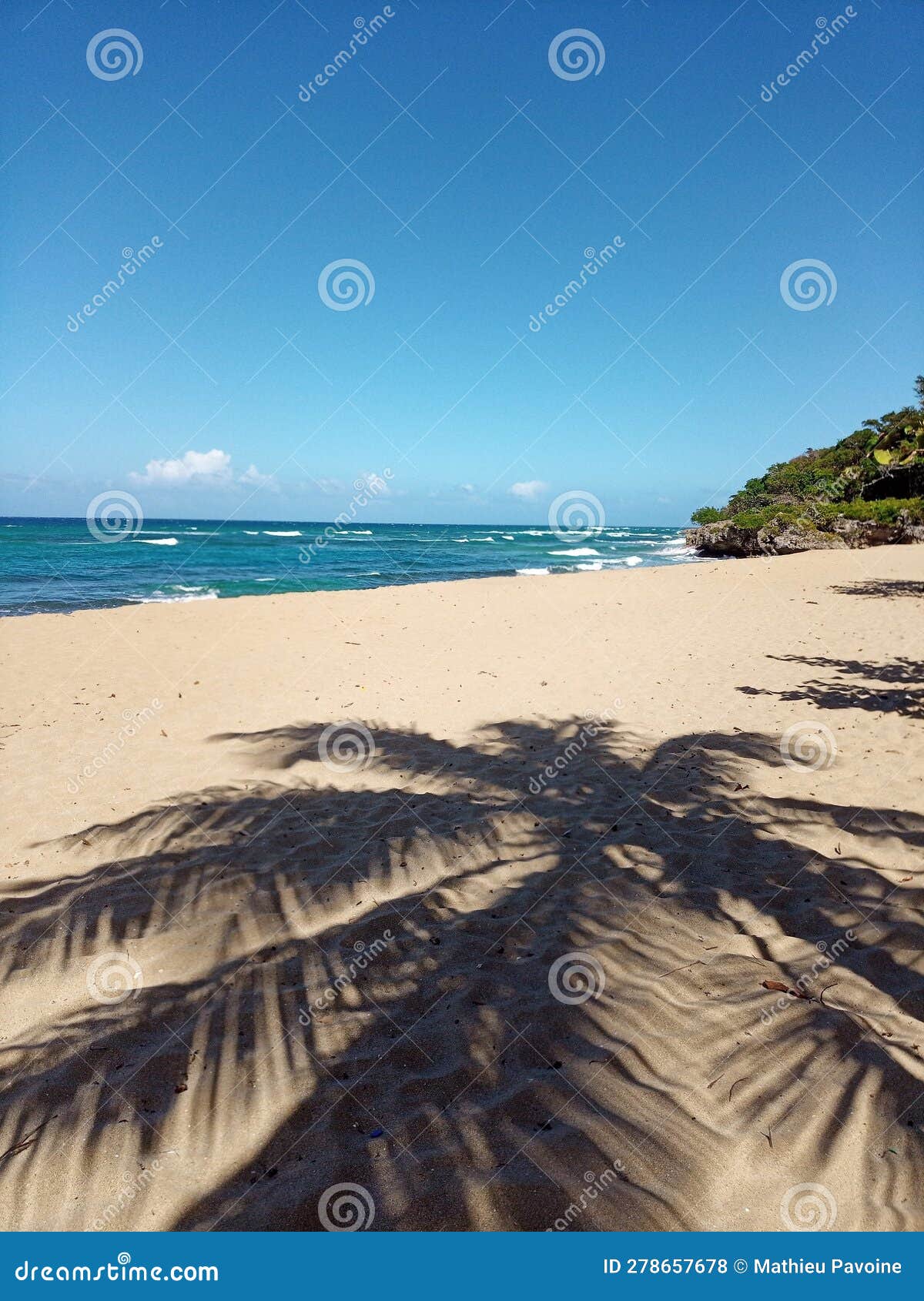 Palm tree shadow on beach stock photo. Image of ocean - 278657678