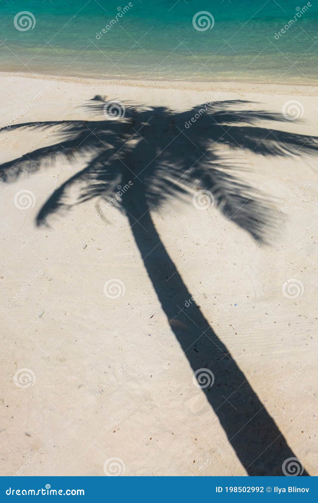 Palm Tree Shadow on Beach Sand on a Shore of Indian Ocean Stock Photo ...
