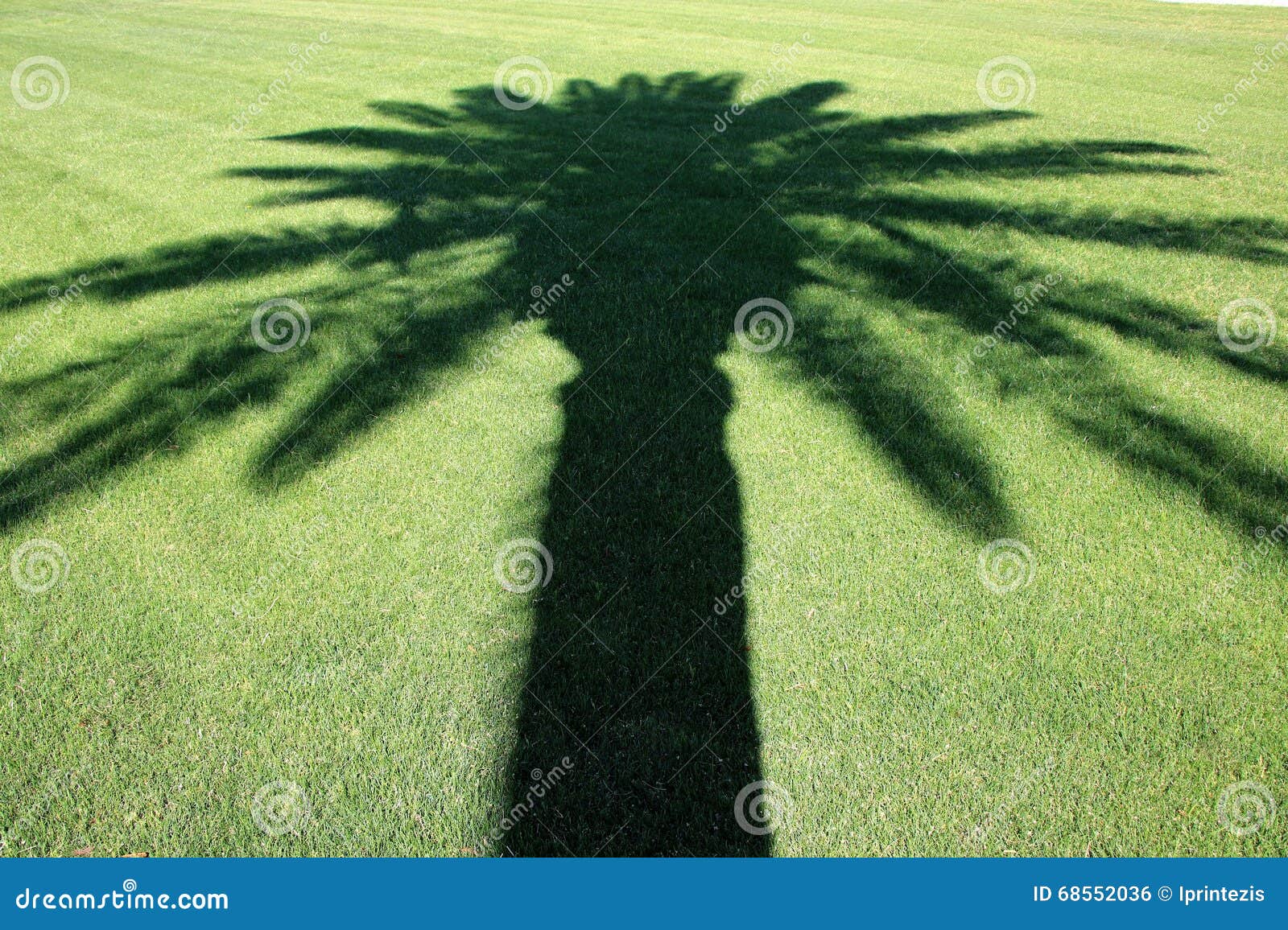 Palm Tree Shadow stock photo. Image of garden, pattern - 68552036