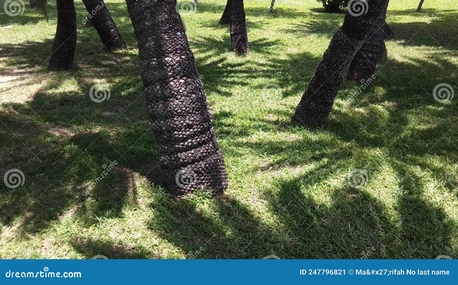 Palm Tree Shadow on the Ground Stock Image - Image of flower, trunk ...