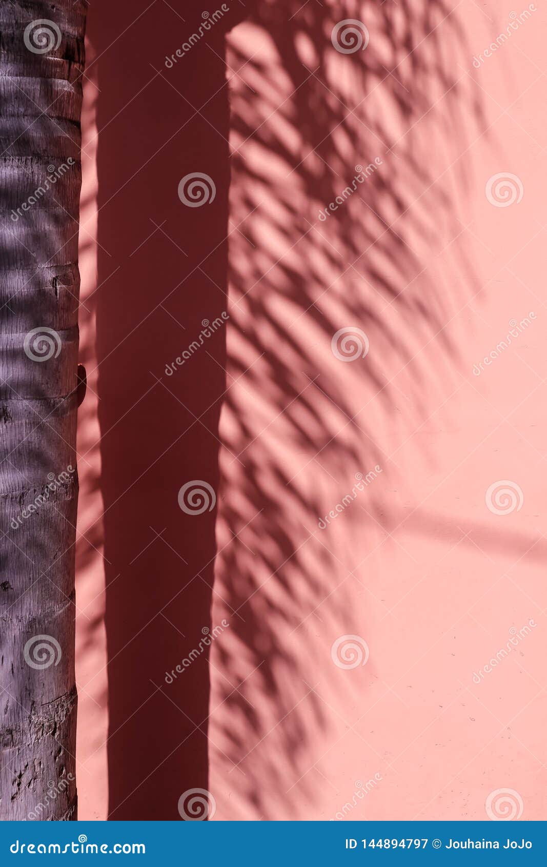 Palm Tree shadow stock image. Image of single, focus - 144894797