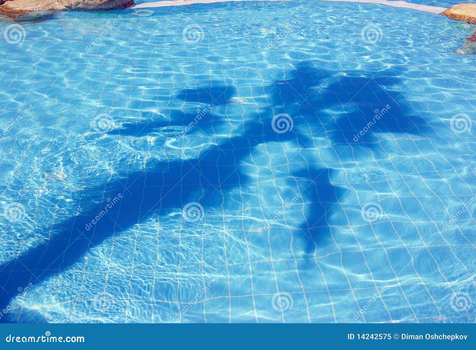 Palm Tree Shadow in the Pool Stock Image - Image of shadow, aerial ...