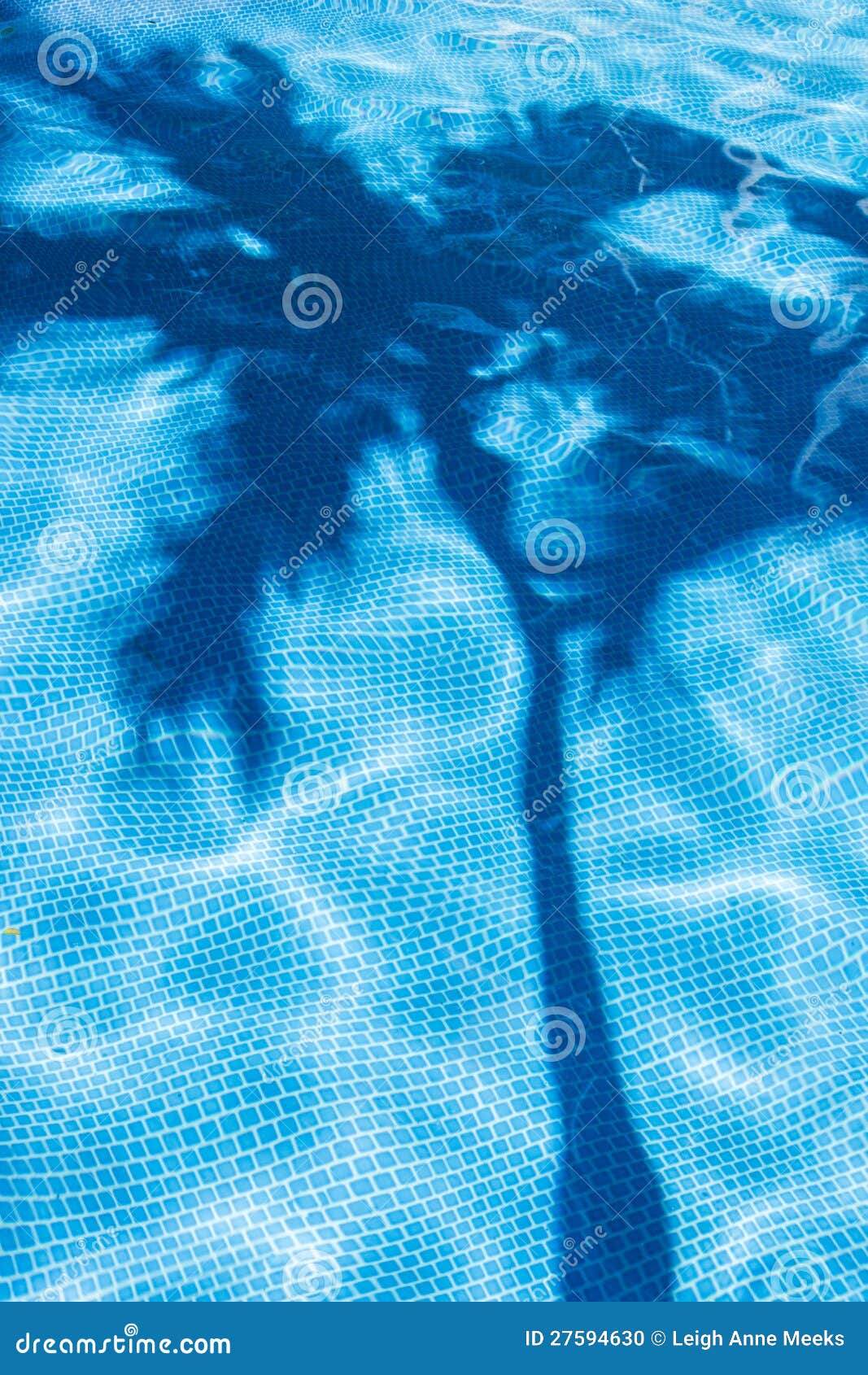 Palm tree shadow in pool stock photo. Image of vacation - 27594630