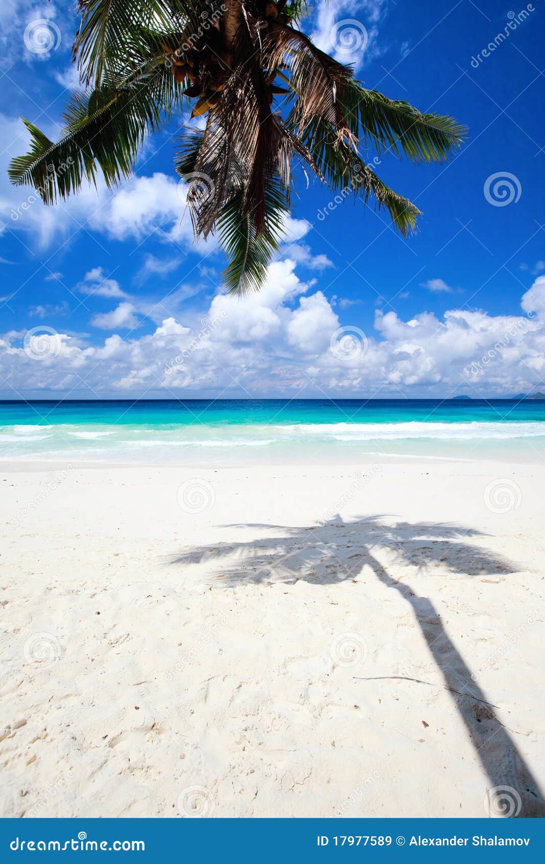 Palm tree shadow on sand stock image. Image of scenic - 17977589