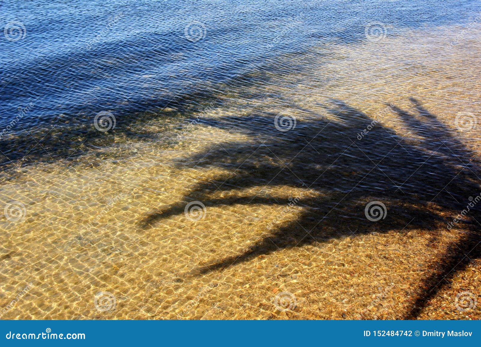Palm tree shadow stock photo. Image of vacation, summer - 152484742
