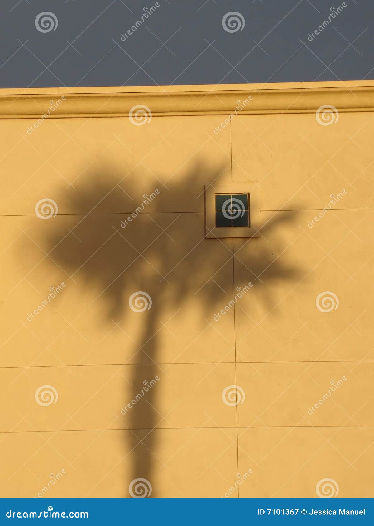 Palm Tree Shadow on Wall stock image. Image of wall, tree - 7101367