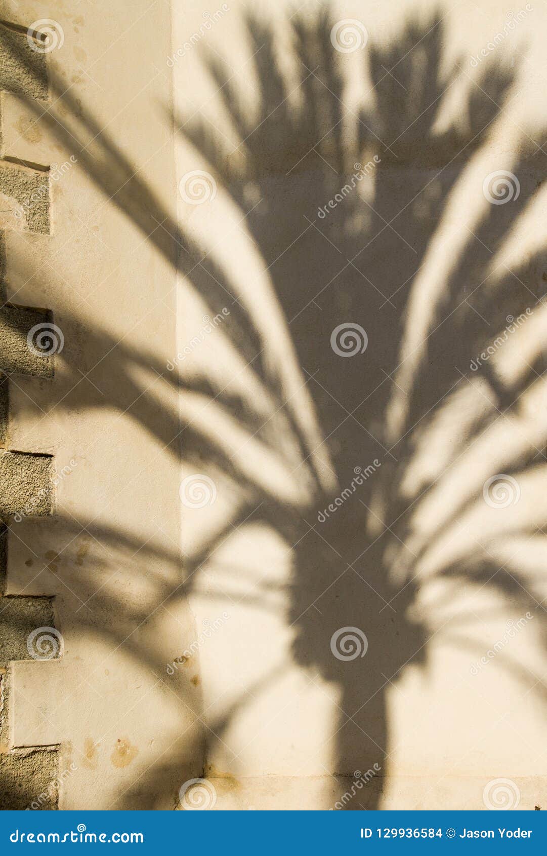 Palm Tree Shadow on Wall stock photo. Image of light - 129936584