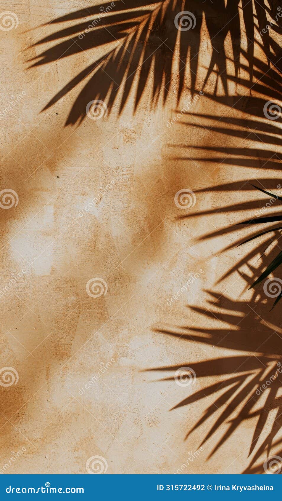 Palm Tree Shadow on Wall stock photo. Image of minimalist - 315722492