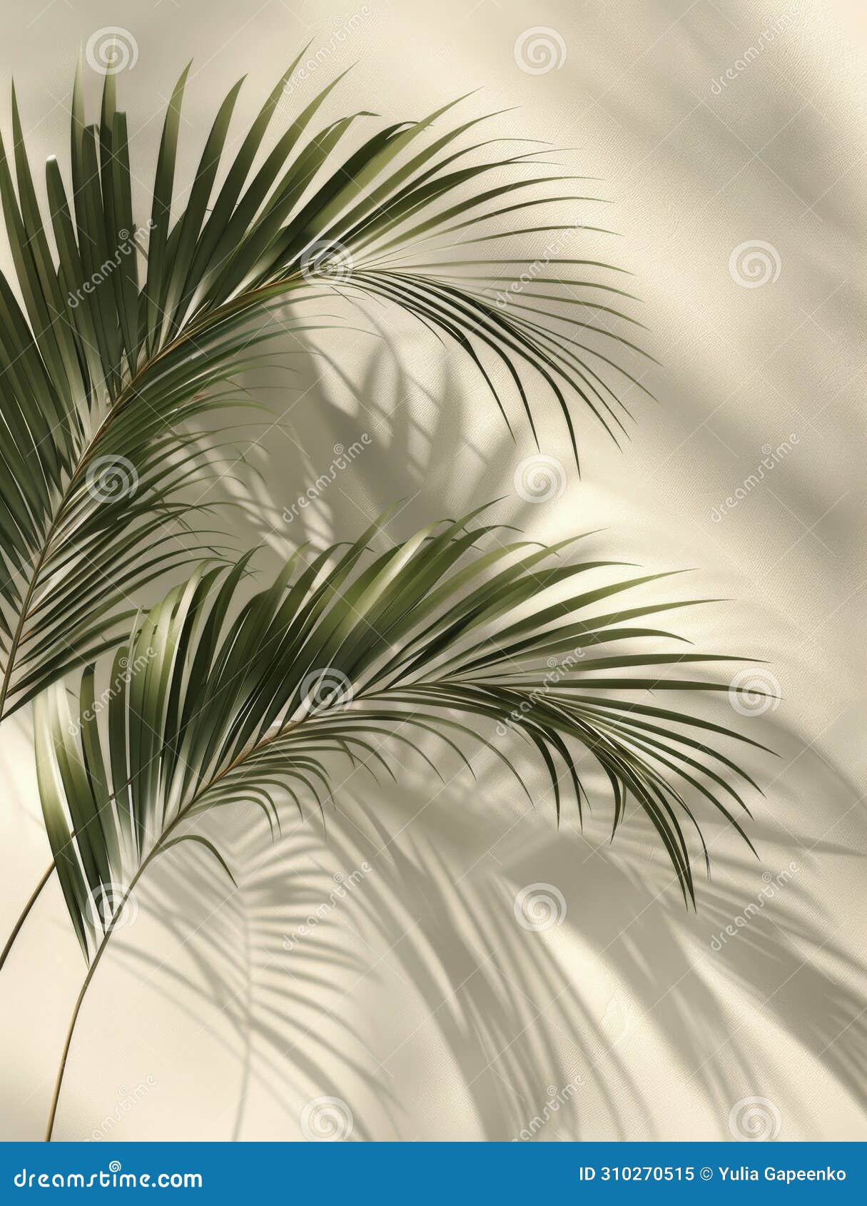 Palm Tree Shadow on Wall stock image. Image of tree - 310270515