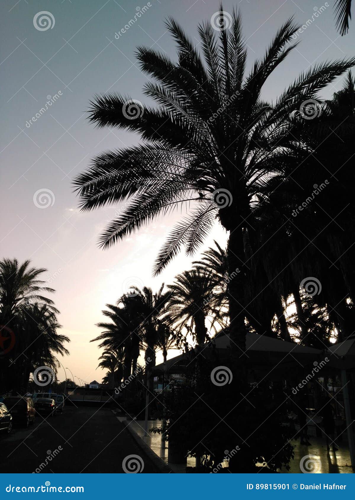 Palm tree in the shadows stock image. Image of covering - 89815901