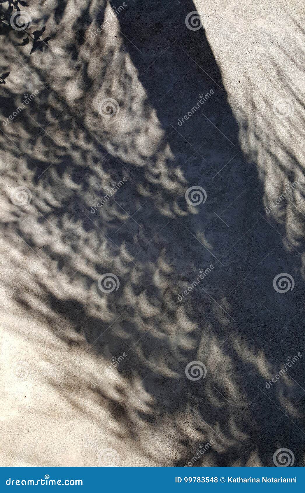 Palm Tree Shadows Created by Solar Eclipse 2017 Stock Photo - Image of ...
