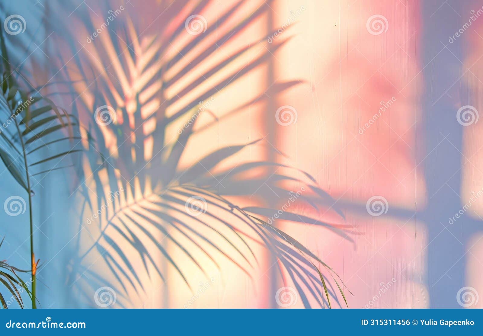 Palm Tree Shadows on Wall stock photo. Image of silhouette - 315311456