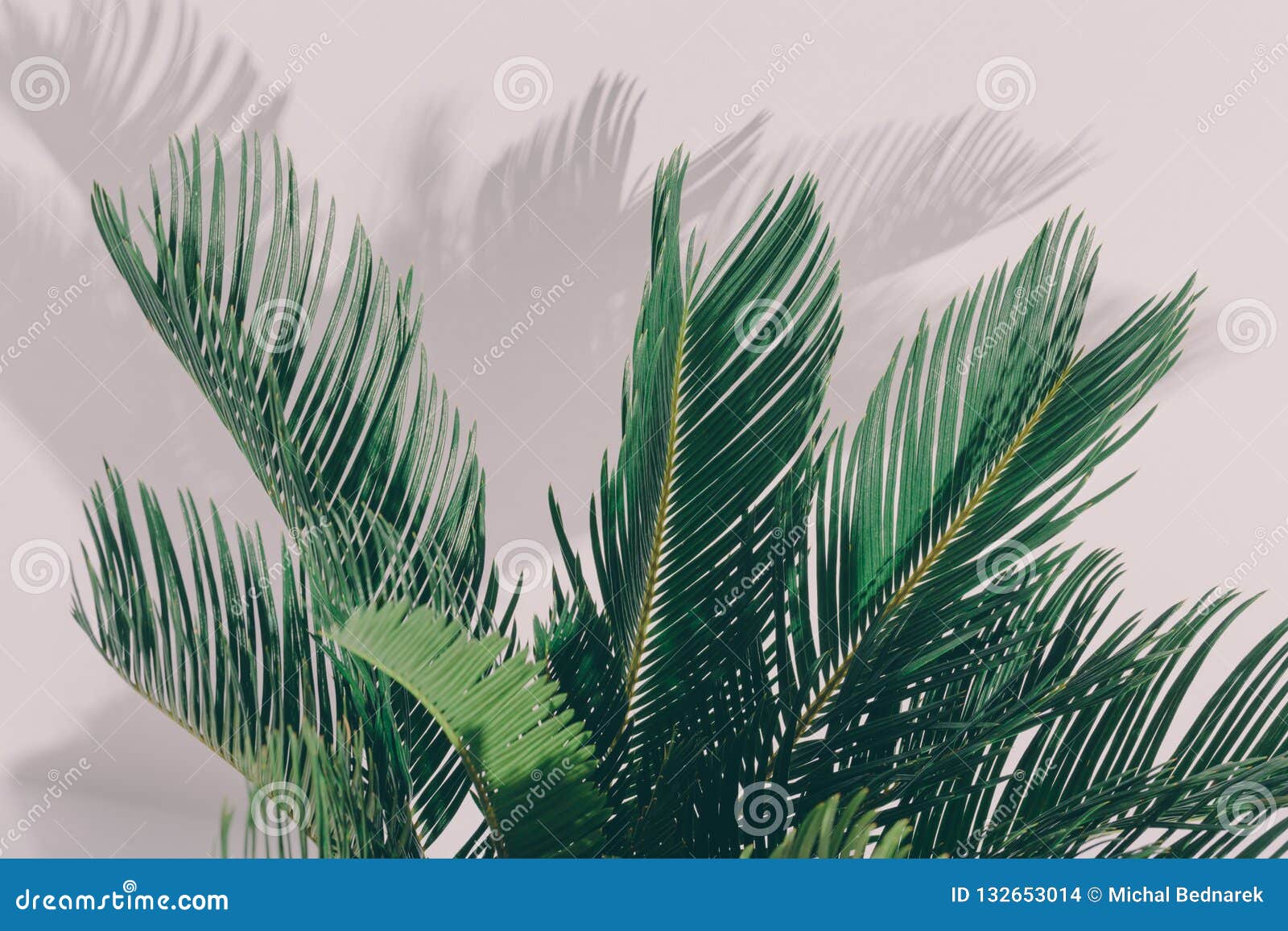 Palm Tree and Sharp Shadow on Light Background Stock Photo - Image of ...