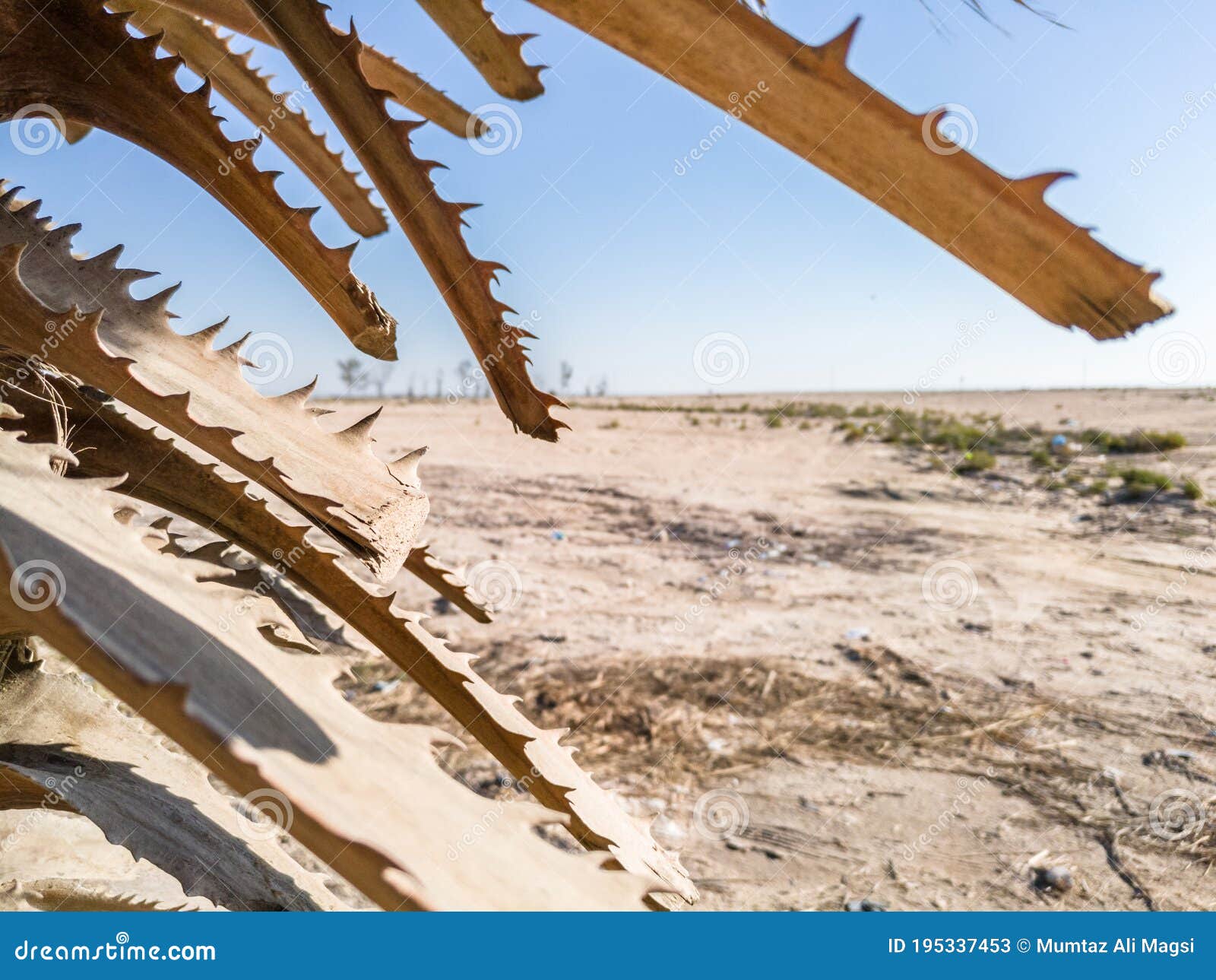 Palm Tree with Sharp Thorns on Dry Branches Stock Image - Image of ...