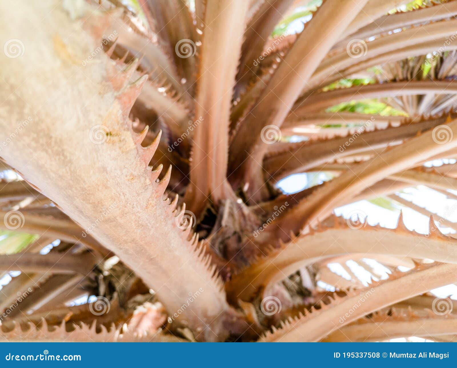 Palm Tree with Sharp Thorns on Dry Branches Stock Photo - Image of ...