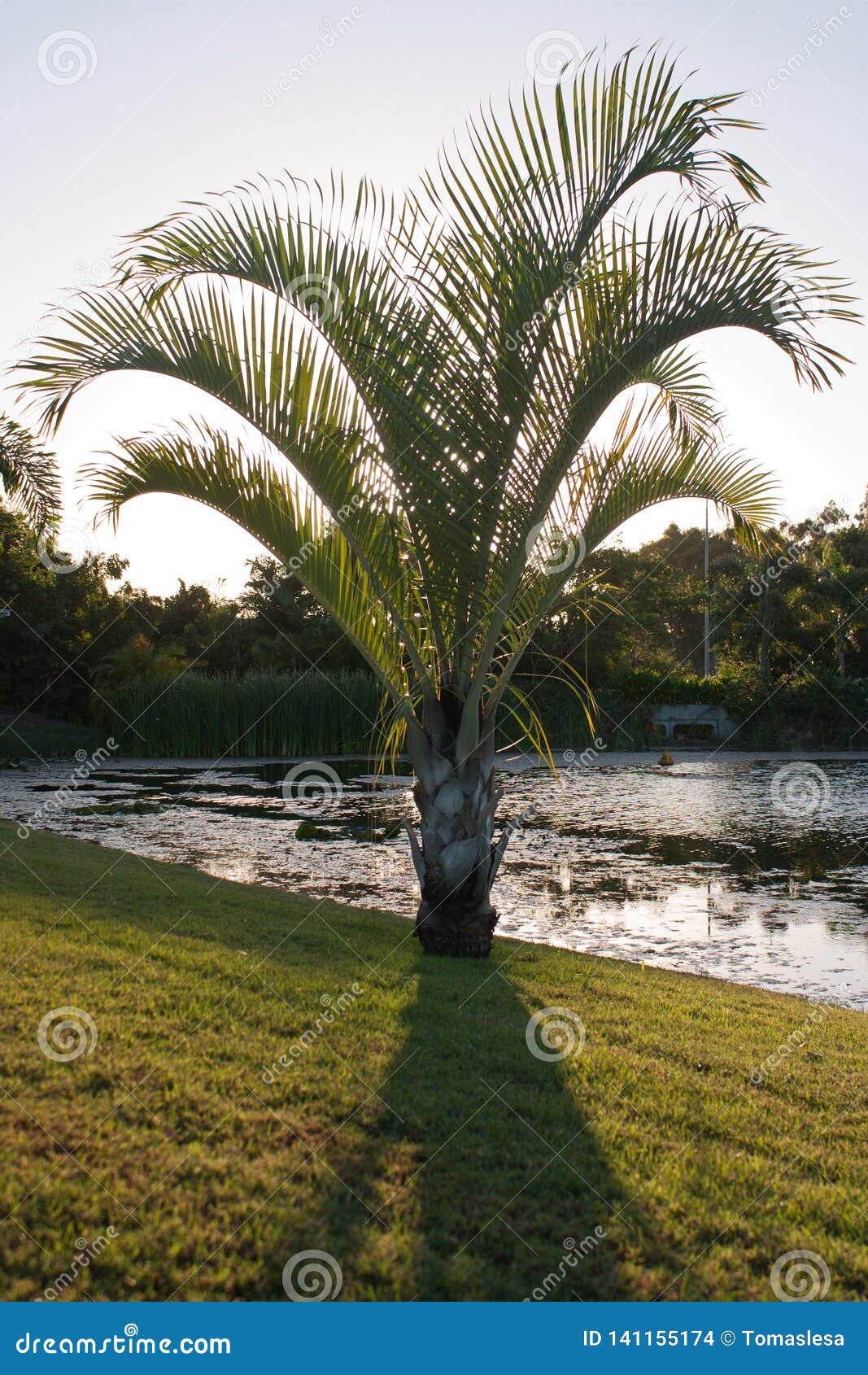 A Palm Tree on the Shore of a Pond in a Park in Queensland, Australia ...