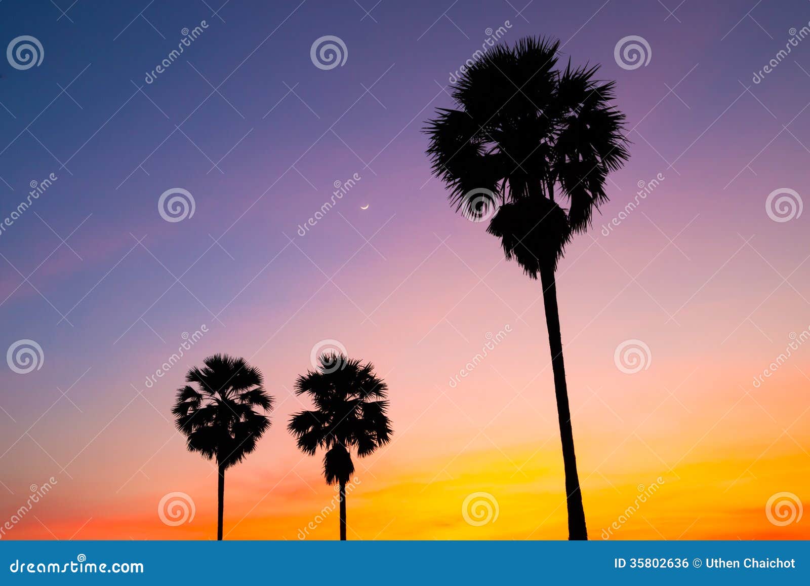 Palm tree stock photo. Image of moon, tree, silhouette - 35802636