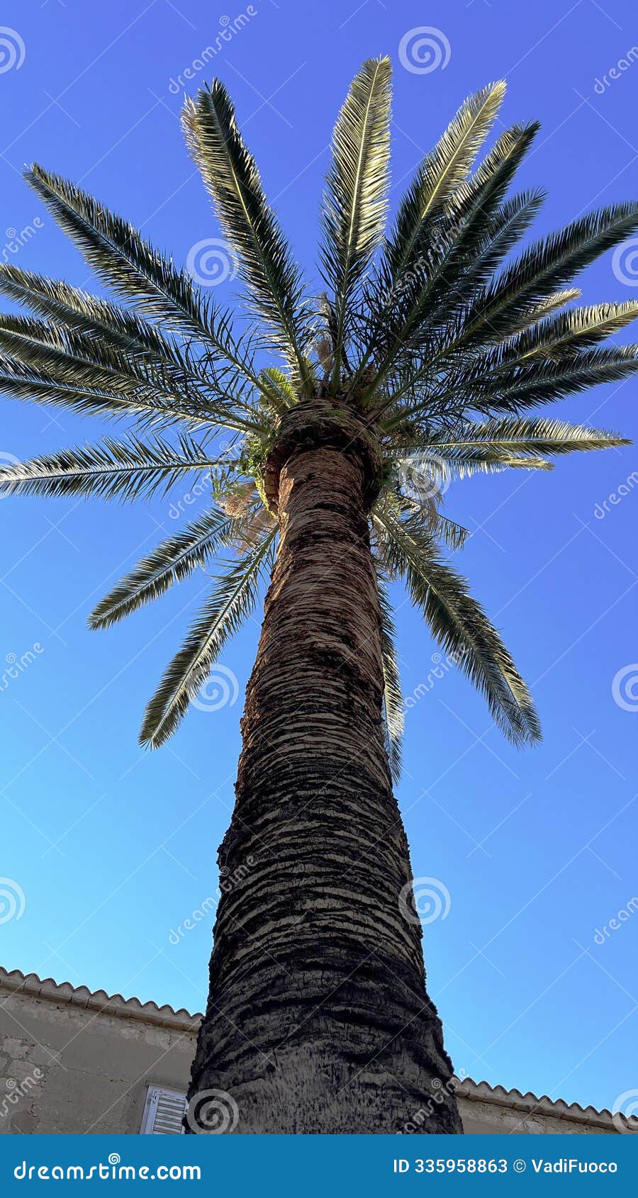 Palm Tree, Single Tree, View from Below Stock Image - Image of nature ...