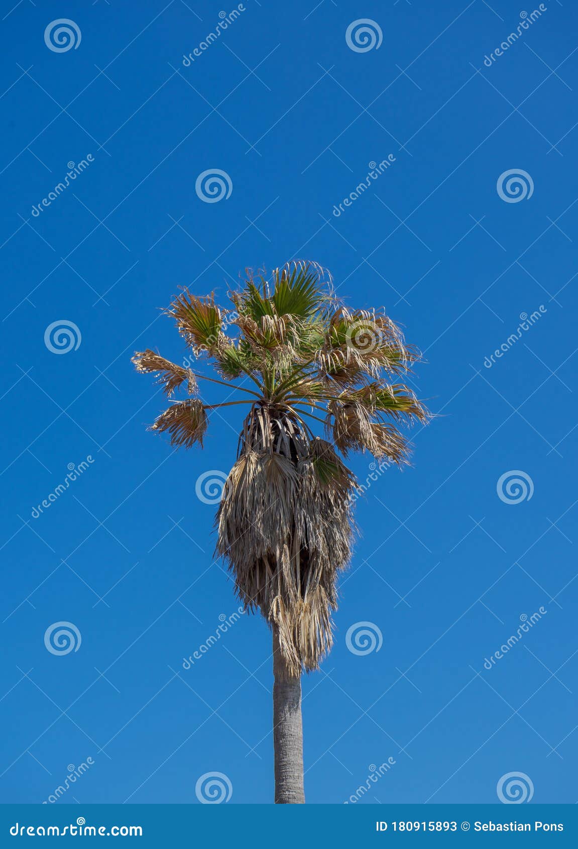PALM TREE with SKY in the BACKGROUND Stock Image - Image of paradise ...