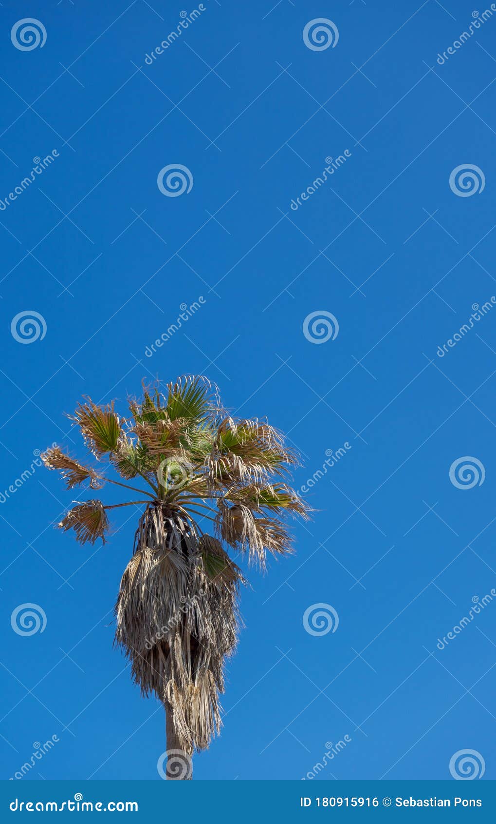 PALM TREE with SKY in the BACKGROUND Stock Photo - Image of palms ...