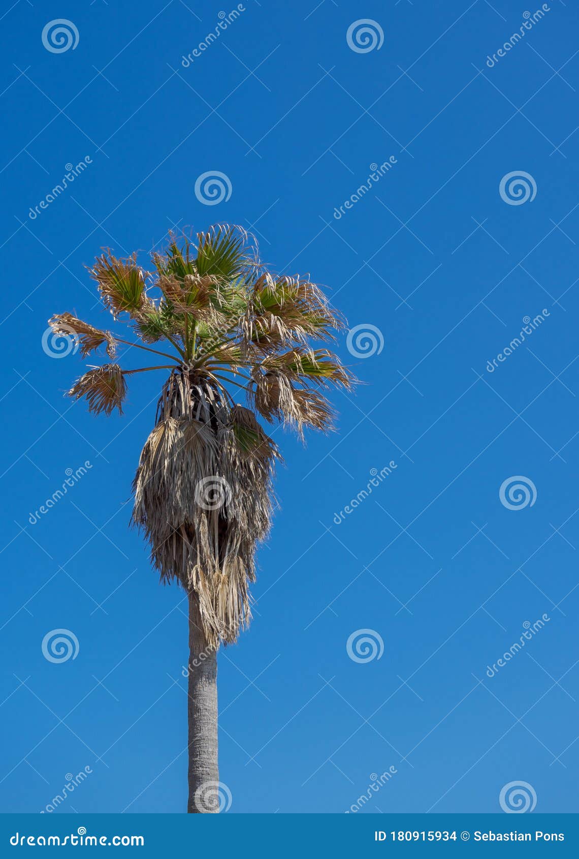 PALM TREE with SKY in the BACKGROUND Stock Photo - Image of heavenly ...