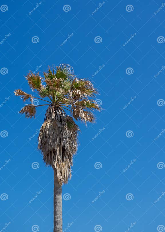 PALM TREE with SKY in the BACKGROUND Stock Photo - Image of heavenly ...