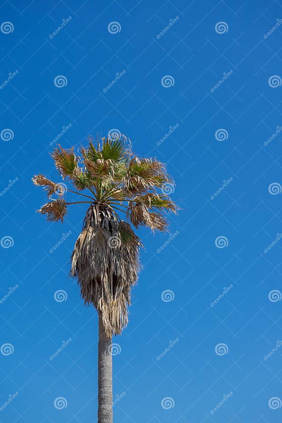 PALM TREE with SKY in the BACKGROUND Stock Photo - Image of exotic ...