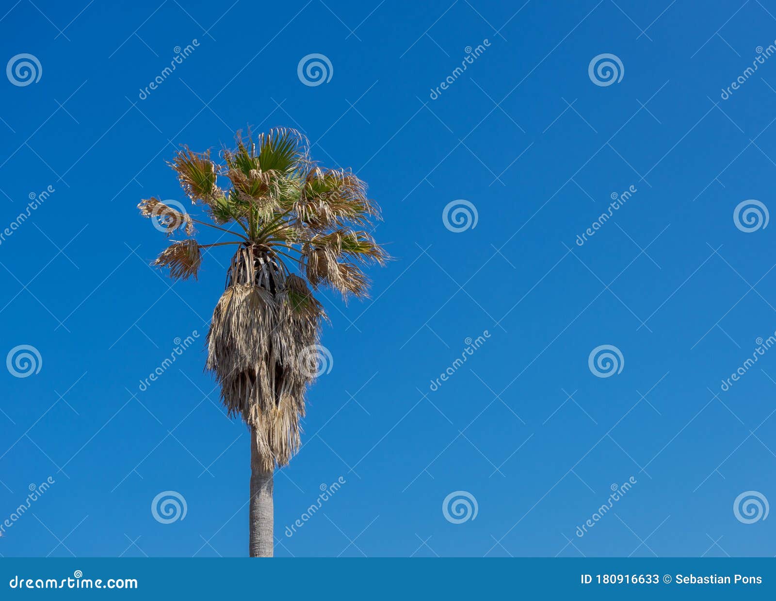 PALM TREE with SKY in the BACKGROUND Stock Image - Image of alone ...