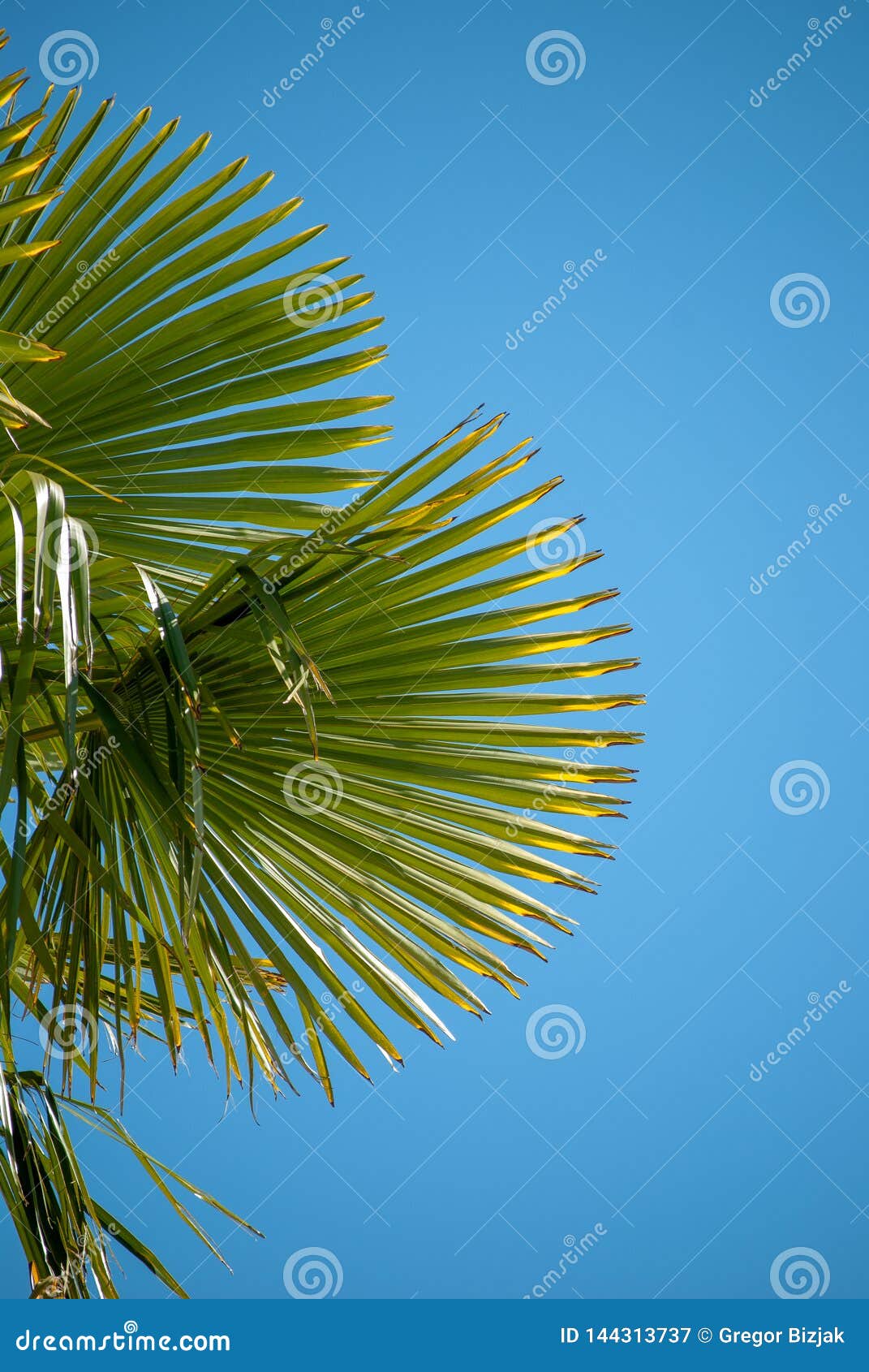 Palm tree stock image. Image of palm, blue, tree, green - 144313737