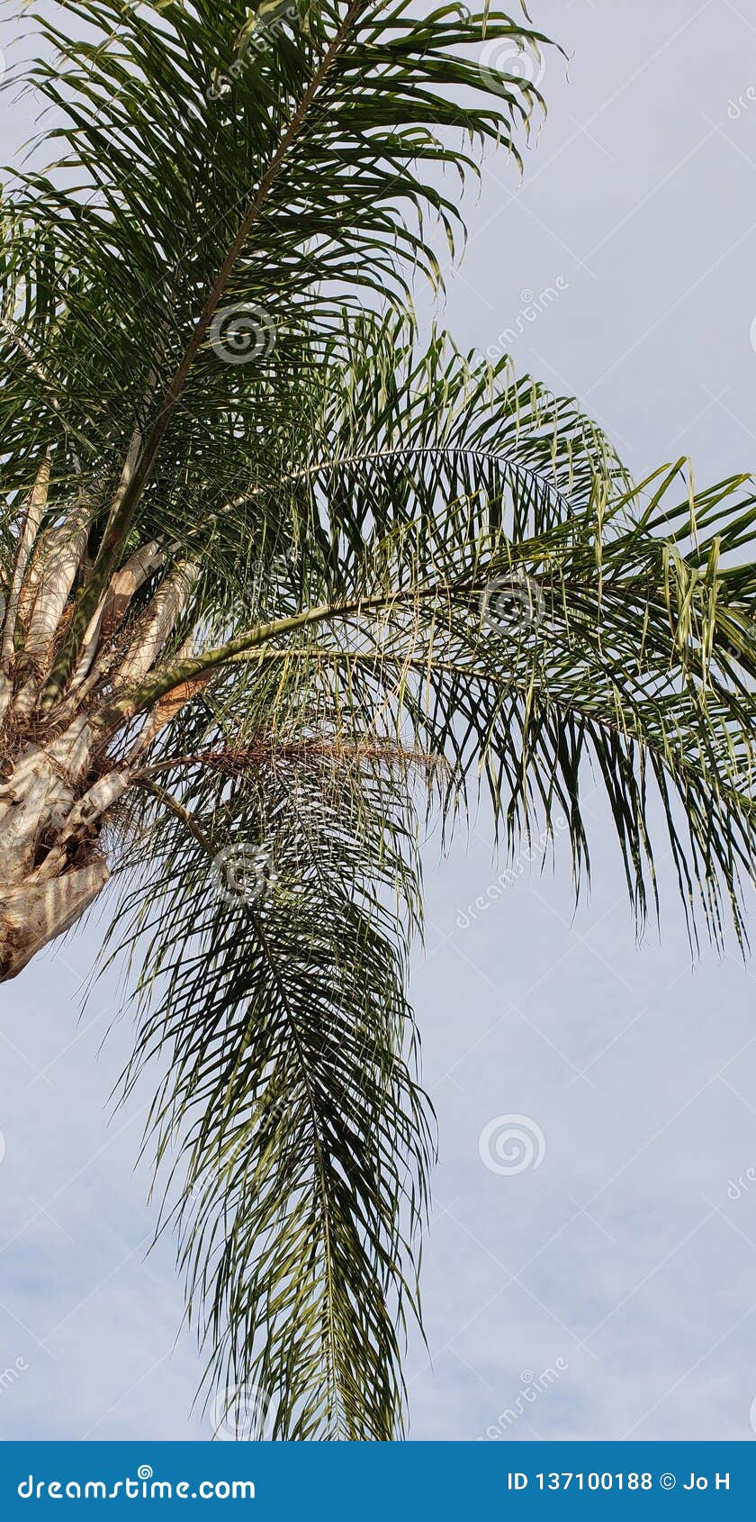 Palm Life stock photo. Image of palm, palmtree, morning - 137100188