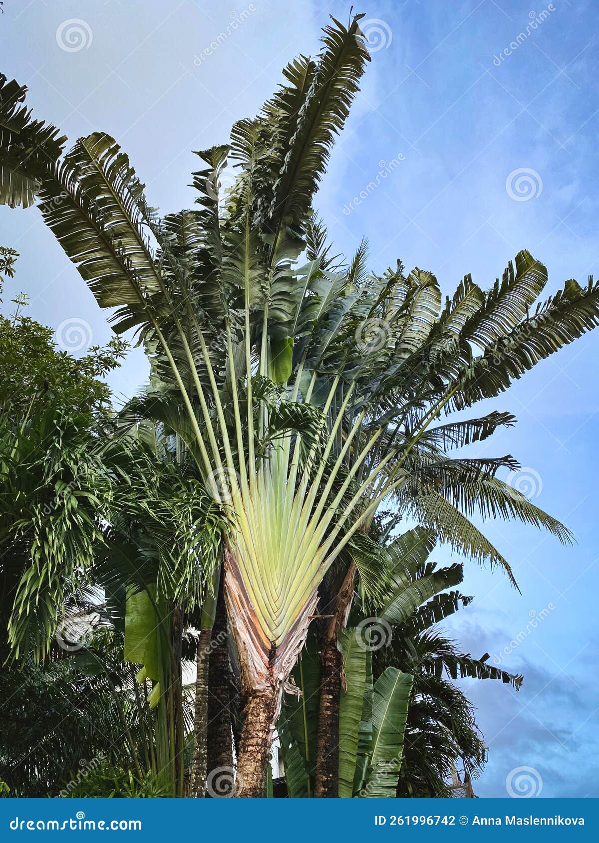 Palm Tree with Sky, Summer Vibe Stock Photo - Image of tree, sunny ...