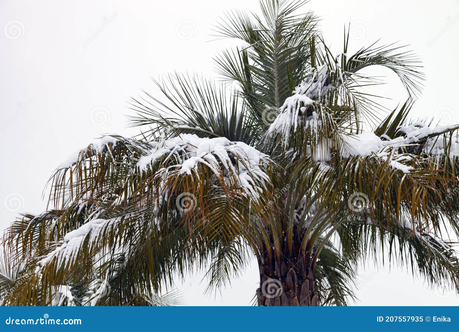 Palm tree in the snow stock image. Image of calm, shiny - 207557935