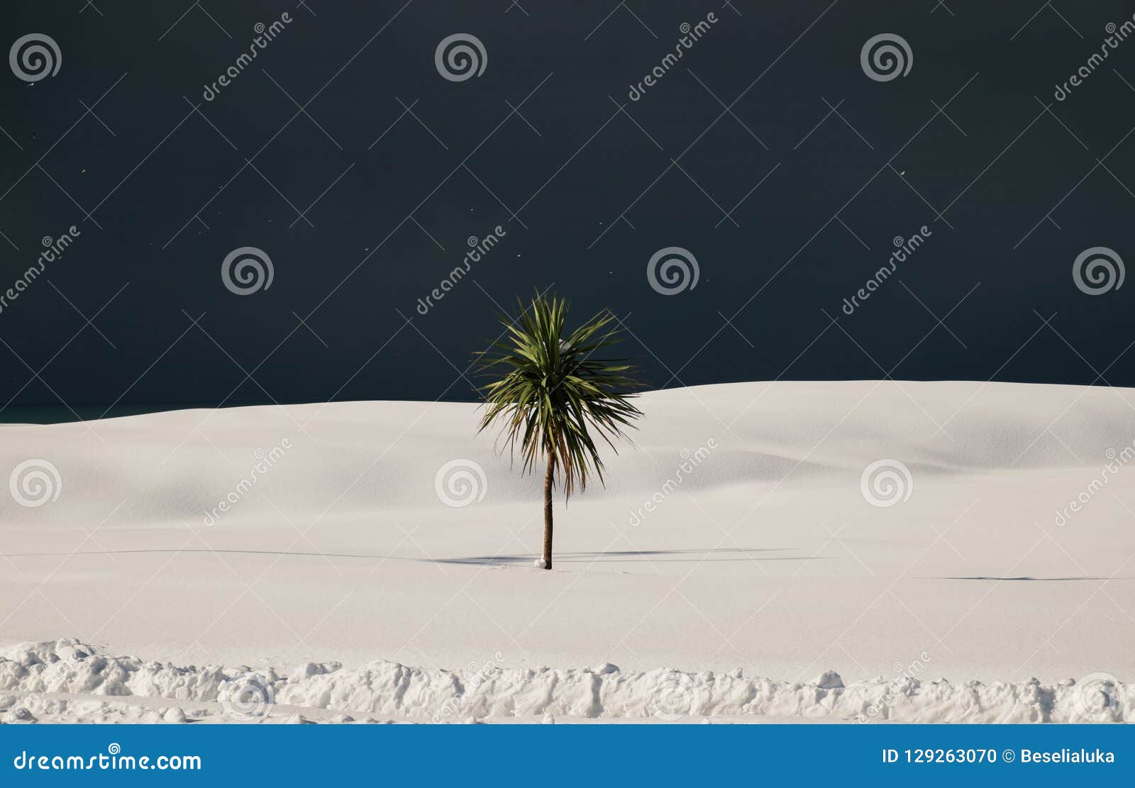 Palm tree stock photo. Image of season, palm, snow, idyllic - 129263070