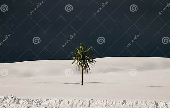 Palm tree stock photo. Image of season, palm, snow, idyllic - 129263070
