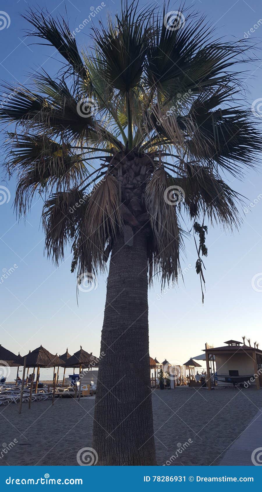 Palm tree Spain stock image. Image of tree, palm, spain - 78286931