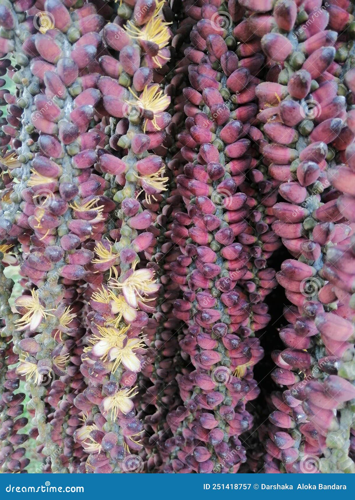 This is a Palm Tree . Srilankn People Calling Kithul Tree Stock Image ...