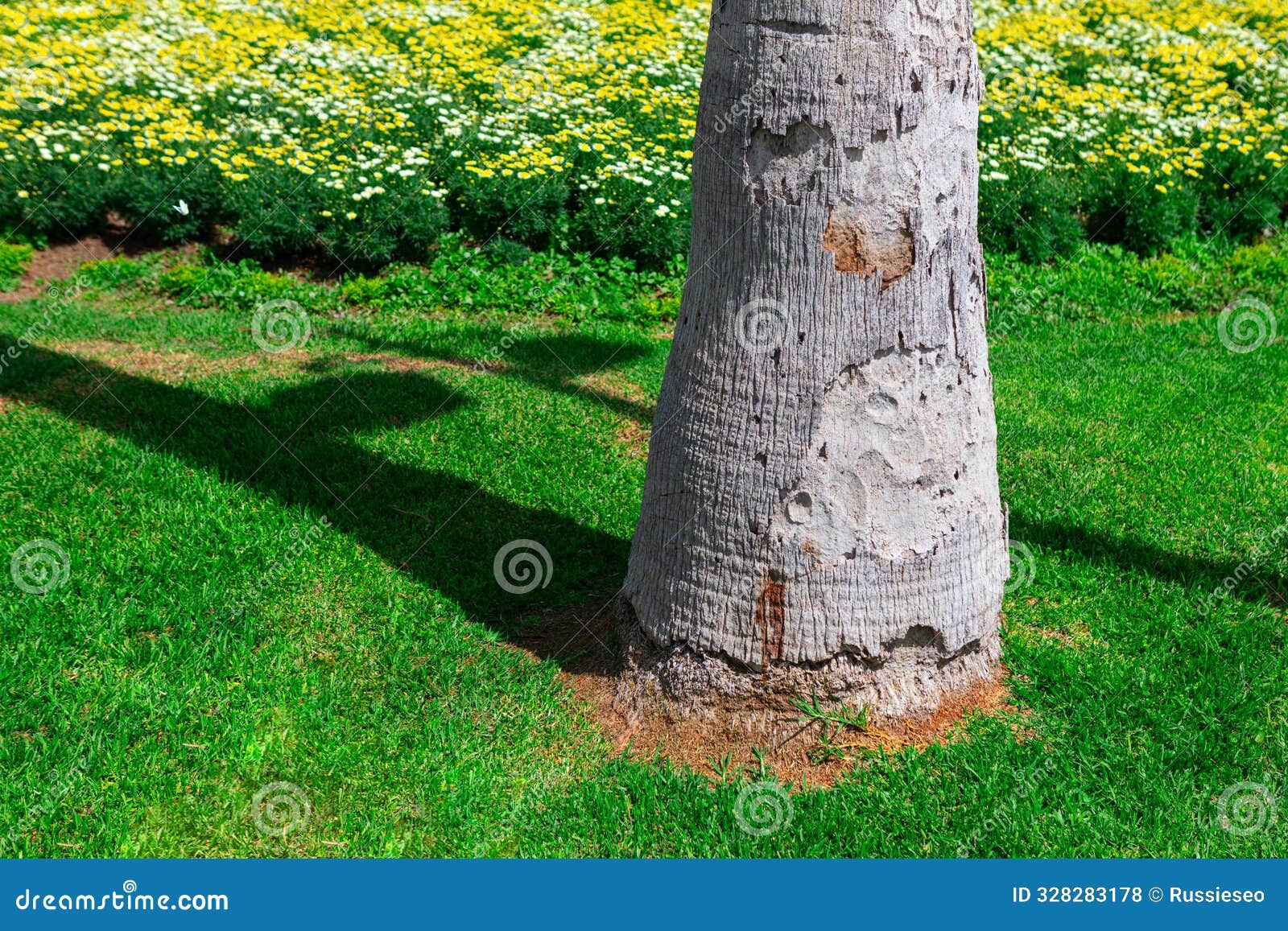 Palm Tree Standing Alone in a Green Lawn Stock Photo - Image of trunk ...