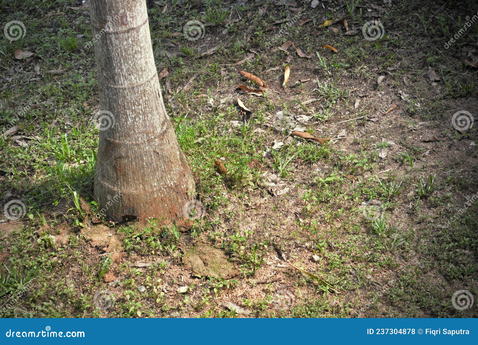 A Palm Tree Standing on the Ground Stock Photo - Image of flower, grass ...