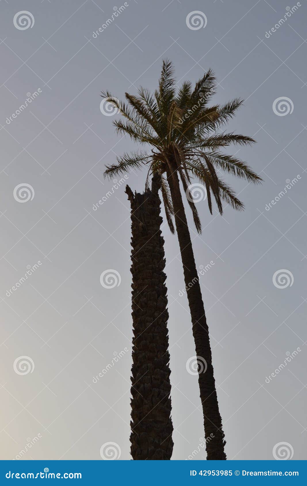 Palm Tree Standing Upright, Regardless of the Broken Companion Stock ...