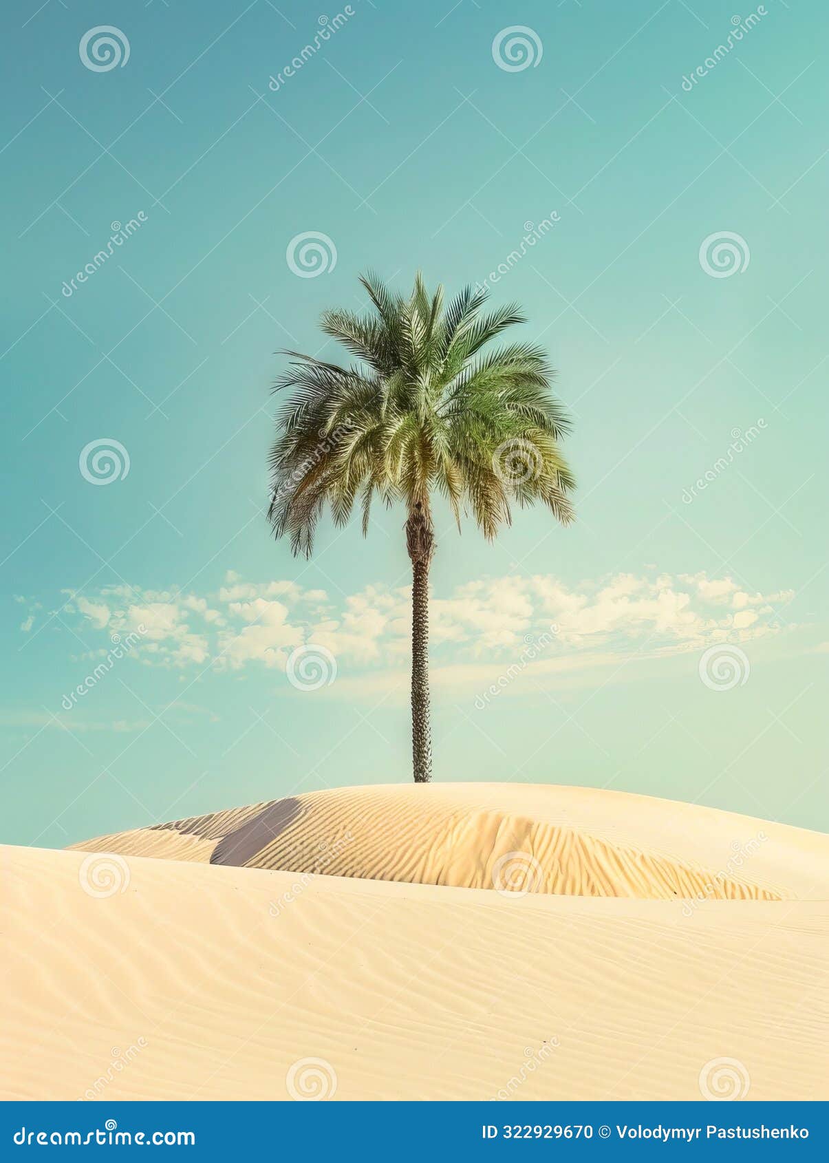 A Palm Tree Stands Alone in the Desert Stock Photo - Image of tree ...