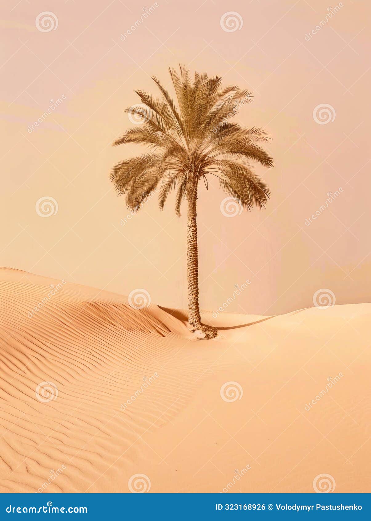 A Palm Tree Stands Alone in the Desert Stock Photo - Image of nature ...
