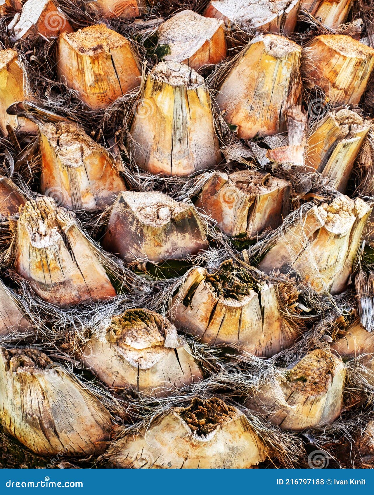 Palm Tree Stem Detail Bark Texture Stock Photo - Image of aging ...